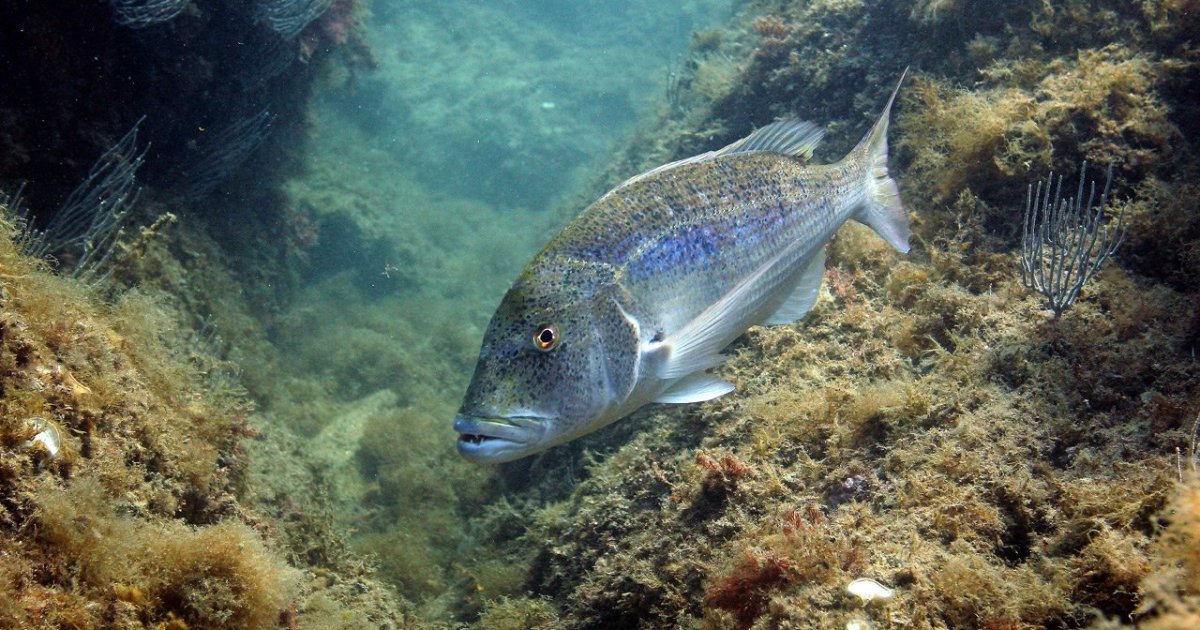 Heureux comme un poisson dans l’eau - FNPP